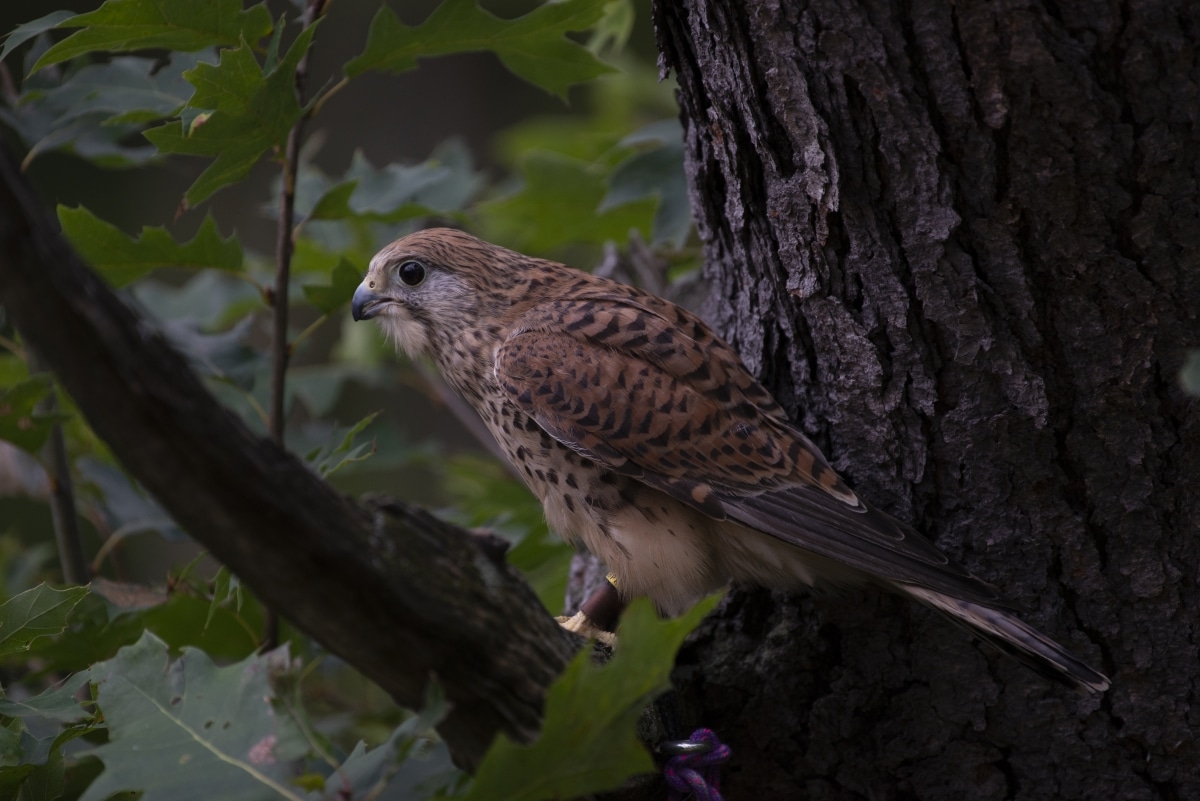 Falcons & Vultures – Hawk Creek Wildlife Center