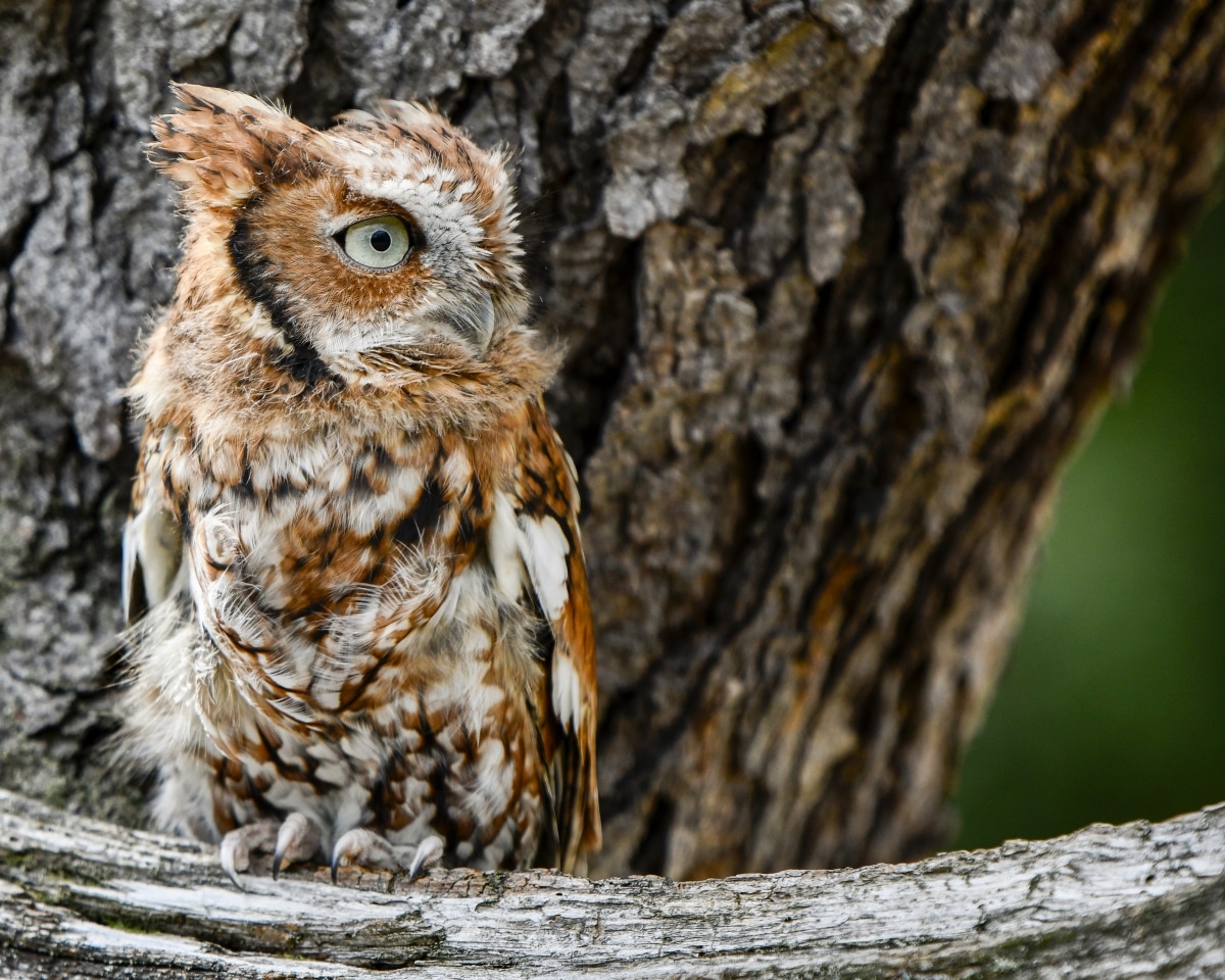Small Owls - Hawk Creek Wildlife Center
