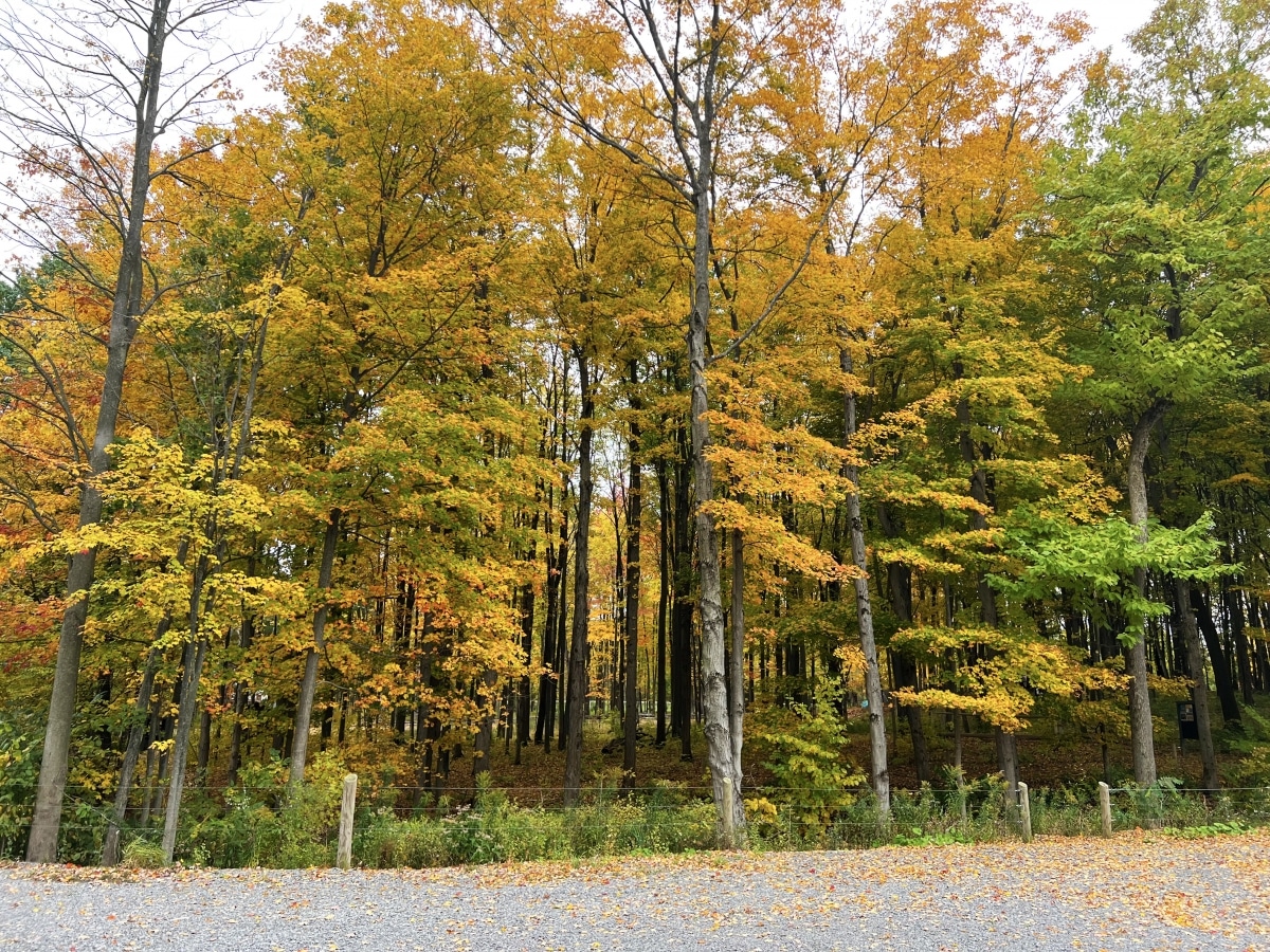 Education banner – Hawk Creek Wildlife Center