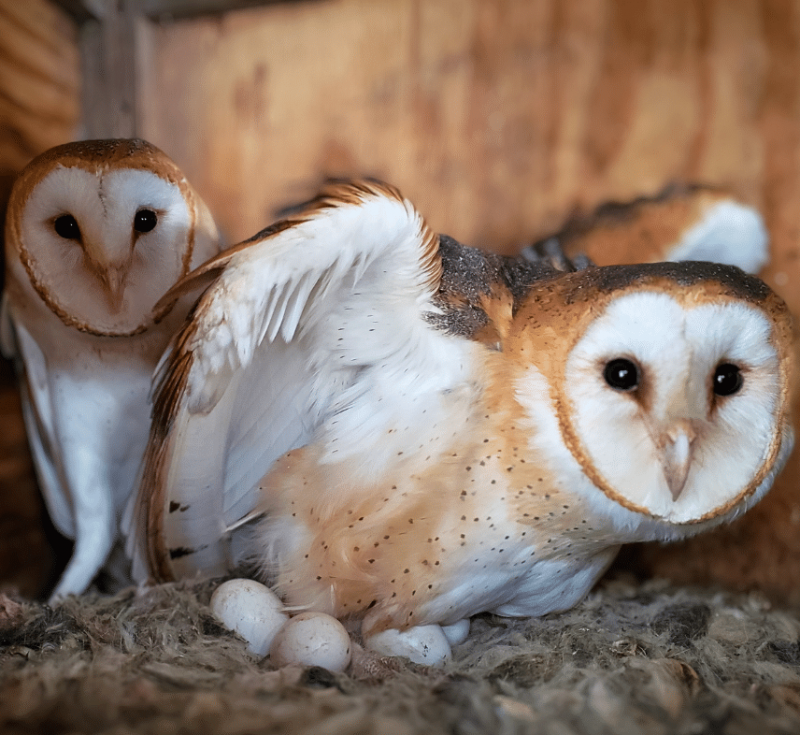 Small Owls - Hawk Creek Wildlife Center